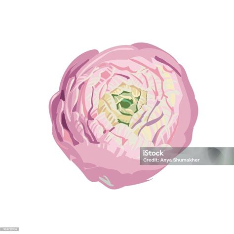 화이트에 그려진된 아름 다운 부드러운 핑크 작 약 꽃 봉 오리를 손 우아한 꽃 클로 우즈 업 배너 카드 초대장 섬유 직물 종이