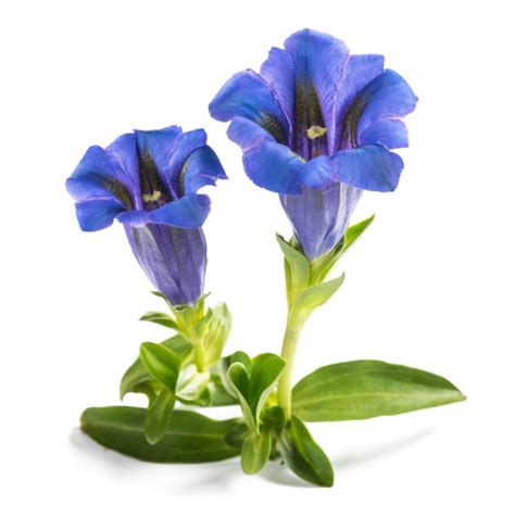 Gentian Stock Photos, Pictures & Royalty-Free Images - iStock