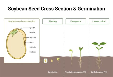 Seed Germination Steps Factors Importance Seed Dormancy