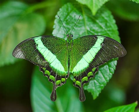 Blok888 Top 10 Most Beautiful Butterflies In The World