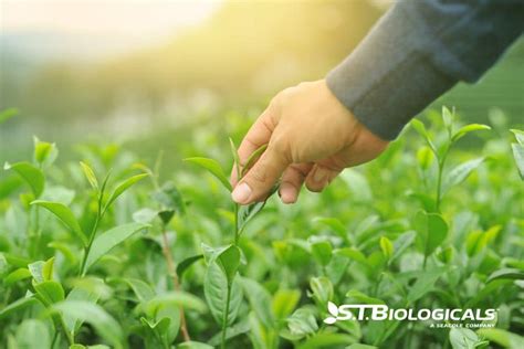 Why Tissue Sampling Is The Missing Link In Crop Management St Biologicals
