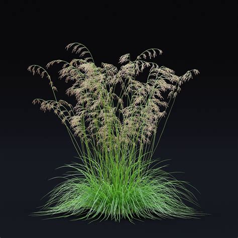 Deschampsia Cespitosa Grass 3d Model Cgtrader
