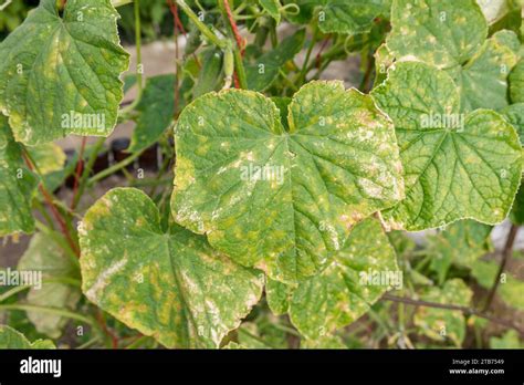 Cucumber Plant Infected By Downy Mildew Or Pseudoperonospora Cubensis In The Garden Cucurbits