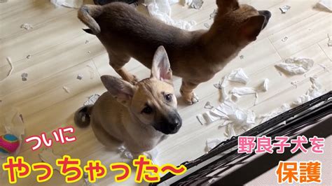【野犬の子犬】元気すぎる子犬達のイタズラを16倍速で💦部屋中ぐちゃぐちゃ🌸 Youtube