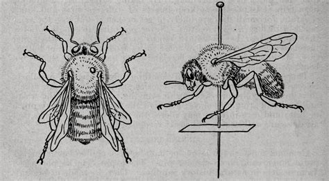 Nemfrog Method Of Pinning A Bee” Farmers Bulletin 1061