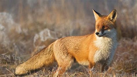 Qui sont ces animaux classés comme nuisibles en France