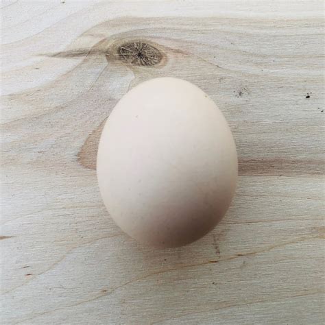 Speckled Sussex Pol Hens Day Old Chicks And Hatching Eggs For Sale Uk Poultry