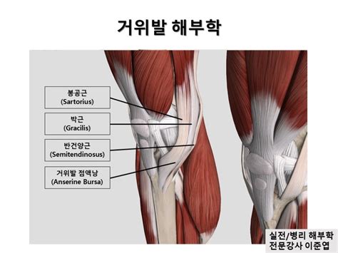 깅의제목 무릎내측통증의 시작인 거위발 근육에 대하여 알아보자 강사 이준엽pt 네이버 블로그
