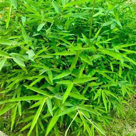Full Sun Exposure Green Bambusa Balcooa Plants For Plantation At ₹ 19