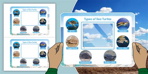 portable sea turtle identification frame viewer twinkl