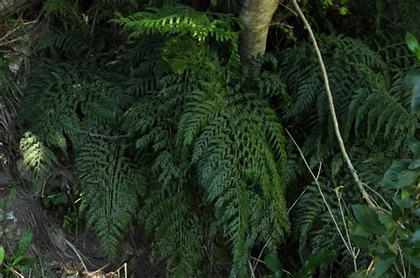 Asplenium Gracillimum Aspleniaceae