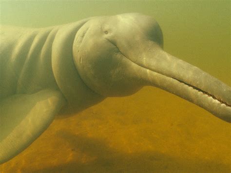 Real Colored Dolphins