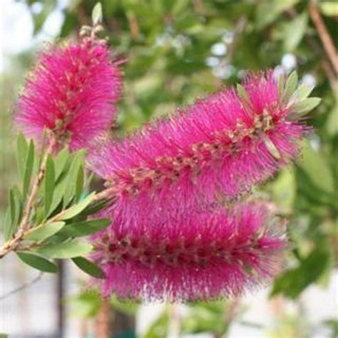 Callistemon Citrinus Jeffersii Lemon Bottlebrush Siteone Us