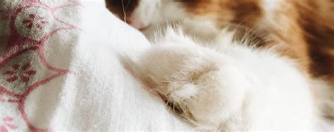 Die 100 Besten Muschi Witze Schlechte Witze