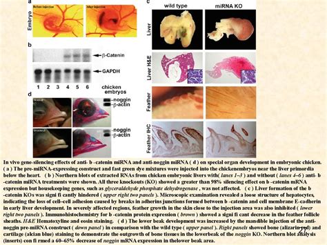 Short History Of Post Transcriptional Gene Silencing презентация онлайн
