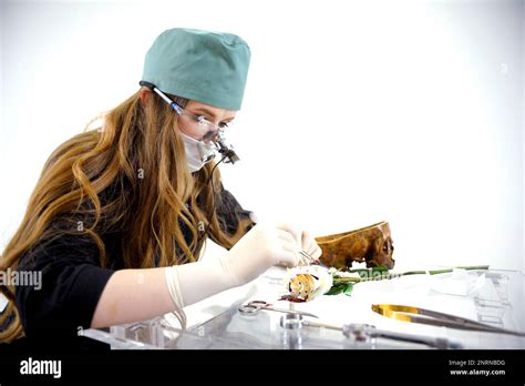 Laboratory Research Study Of Structure Of Living Organism Dissect Rose Cut Sew Up Tissue Female