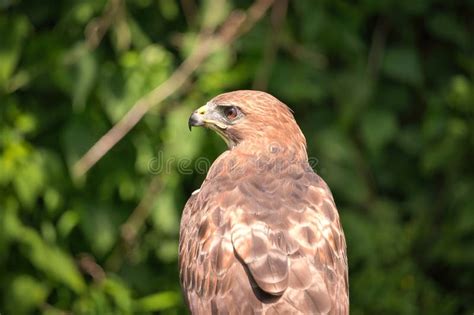 Portrait Of A Red Tailed Hawk Raptor Bird Stock Image Image Of Perch