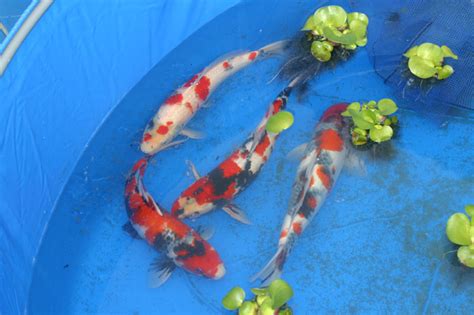 チャレンジ錦鯉稚魚飼育2007 錦鯉飼育サイト コイパーク Koipark