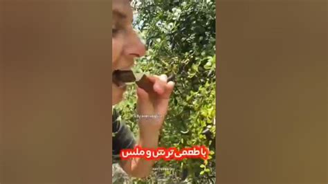 لیموی خاویاری Youtube