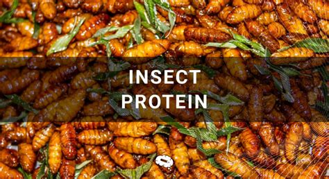 How Insect Protein Can Revolutionize The Food Industry