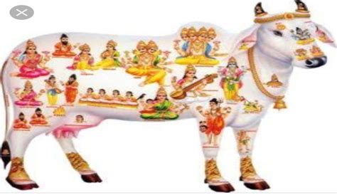 Lucky Cow Photo घर की इस दिशा में लगा लें इस गाय का फोटो खोल सकता है
