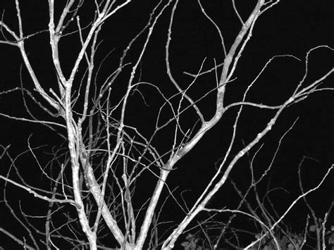 Night Of Trees And Branches