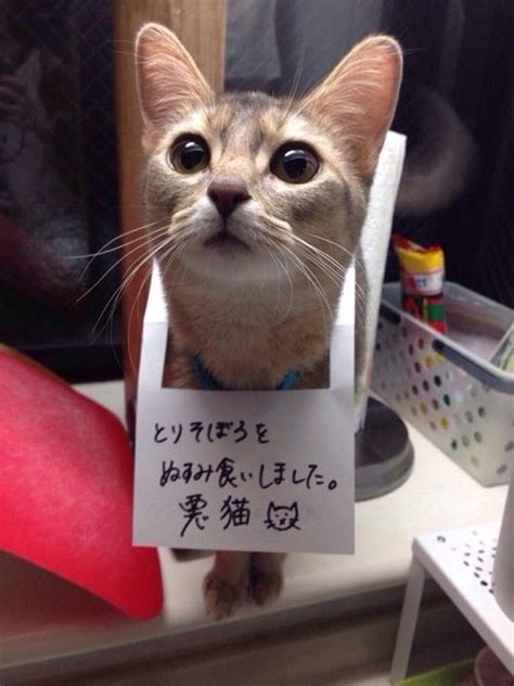 やらかしたイタズラ猫たちの可愛らしい反省文（10枚）。 かわいい猫 猫 反省猫