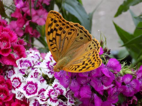 წყნეთში Cagu Flickr