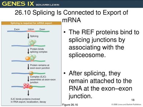 PPT RNA Splicing And Processing PowerPoint Presentation Free