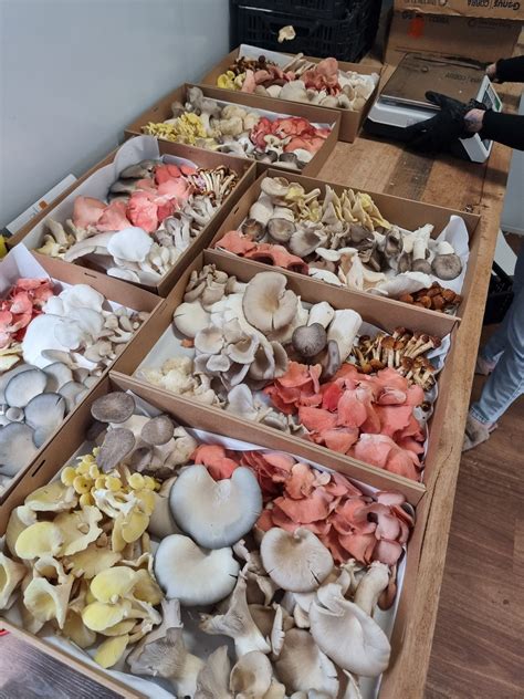 Products Xotic Mushrooms