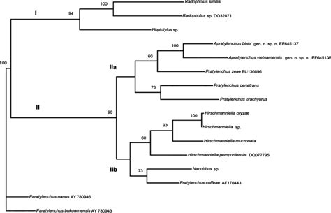 maximum parsimony tree after heuristic search 1000 replicates using