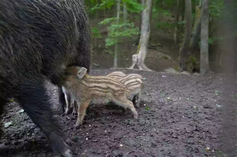 Vidéo Les chasseurs sont ils responsables de l explosion des