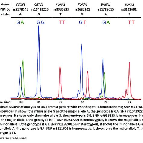 Result Of Snapshot Analysis Download Scientific Diagram