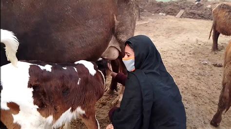 Village Life Aaj Nikaalenge Gay Aur Bhains Ka Dudh Vlog Youtube