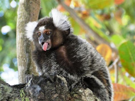 Premium Photo Close Up Of Monkey On Tree