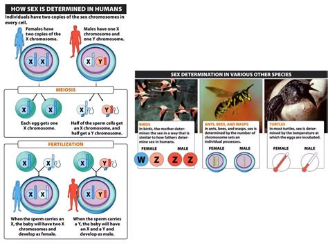 Ch Sex And Meiosis PPT Free Download