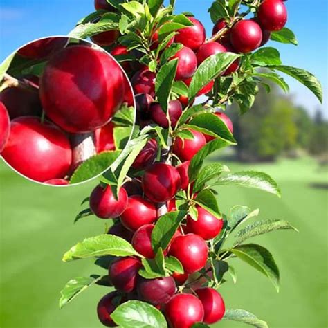 Prun Columnar Rubin Pom Fructifer Anul 4 Trandafiri Parfumati