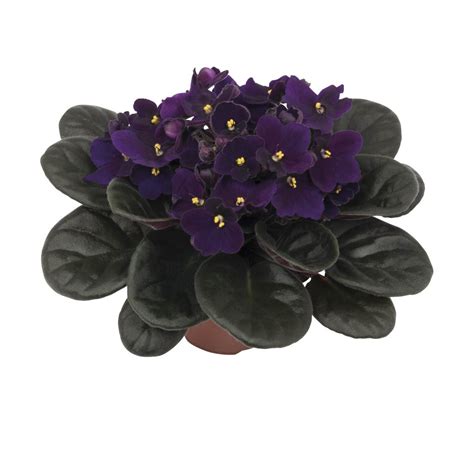 The Year Of The African Violet Photos National Garden Bureau