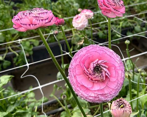 Italian Ranunculus Elegance® Striato Rosa — Buy Online At Farmer Gracy Uk