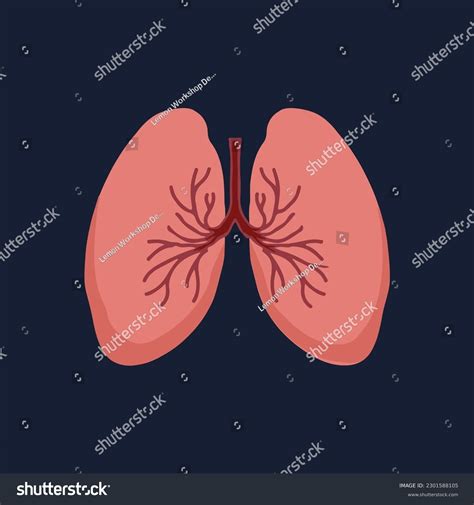 Human Internal Organs Cartoon Anatomy Body Stock Vector Royalty Free 2301588105 Shutterstock