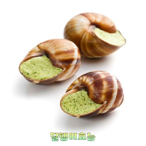식용 달팽이 효능 주요성분 먹는방법 부작용