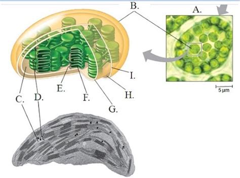 Bio Final Diagram Quizlet