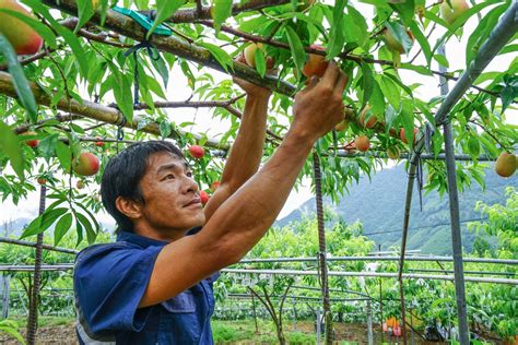 拉拉山水蜜桃10顆1盒 ｜ 拉拉山洪家果園 Superbuy市集 給您健康的好味道