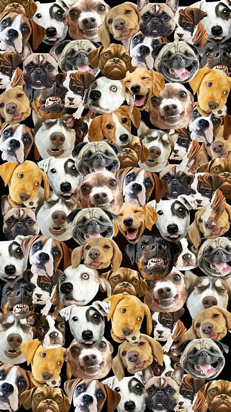Perritos Hd Wallpapers Pxfuel