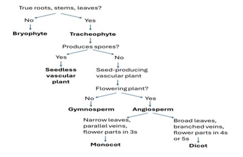 Bio Lab Exam 4 Flashcards Quizlet