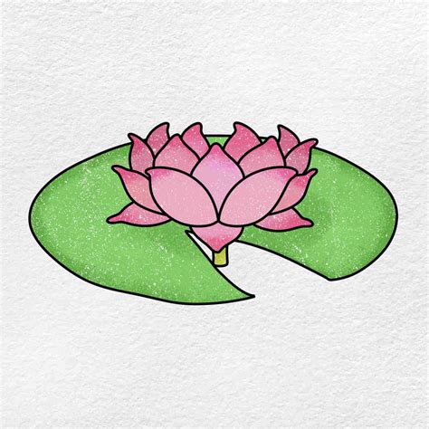 Easy To Draw Water Lily 8 Thousand Water Lily Line Drawing