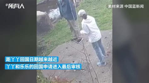 丫丫乐乐回国申请进入最后审核中国专家仔细检查丫丫住所 凤凰网视频 凤凰网