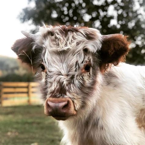 View 30 Cute Cow Wallpaper Aesthetic Artallysonnewpro