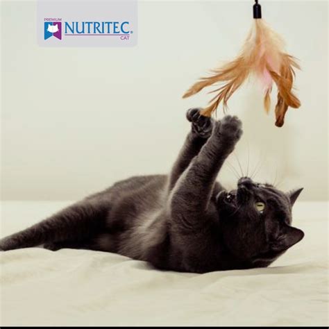 7 Alimentos Que Son Tóxicos Para Tu Gato Nutritec Cat