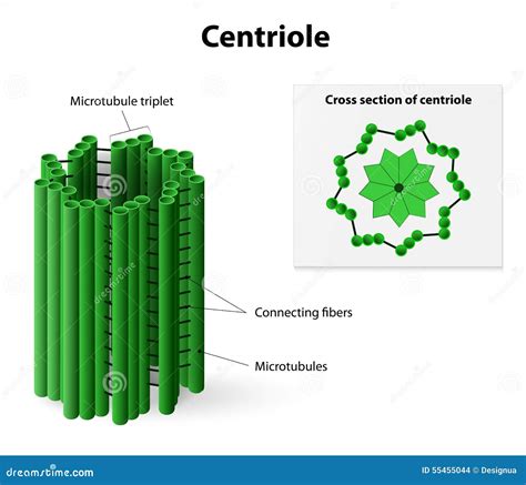 Centrioles Diagram